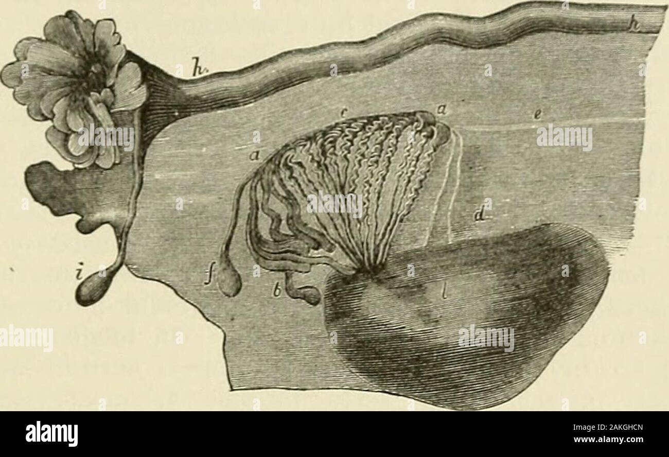 Vaginae hi-res stock photography and images - Alamy