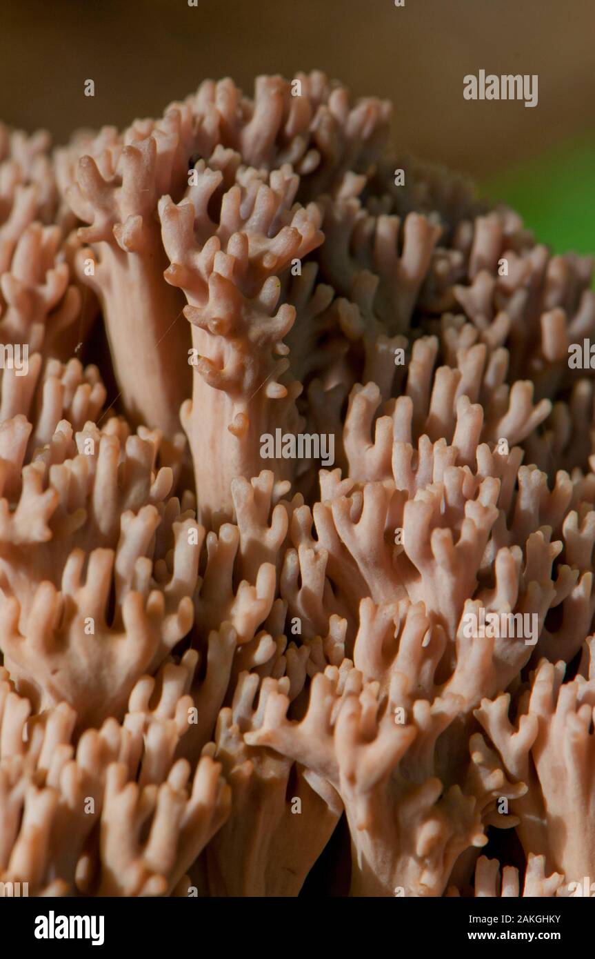 France, Somme (80), Crécy Forest, Crécy-en-Ponthieu, Ramaria fumigata ...