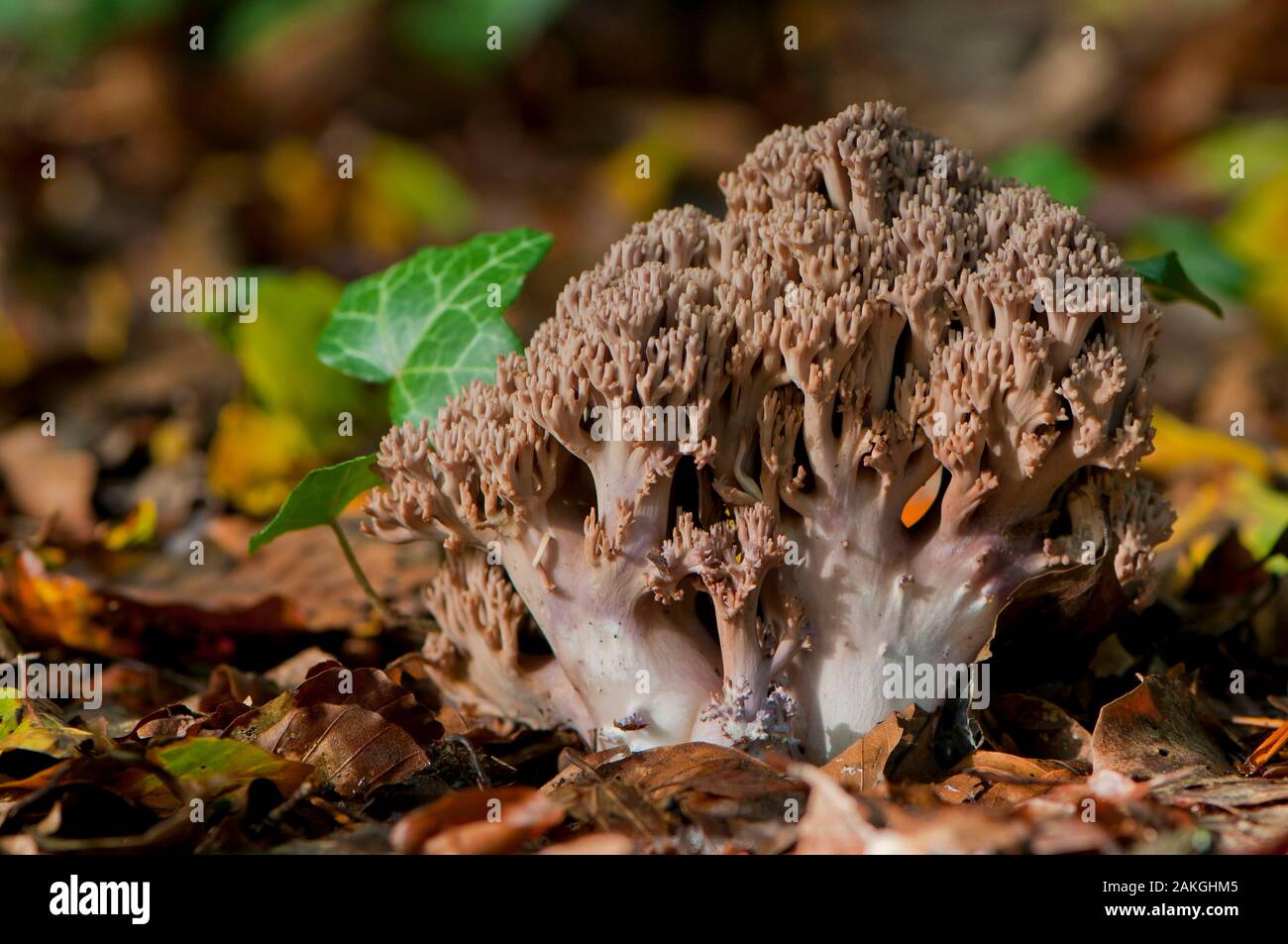 France, Somme (80), Crécy Forest, Crécy-en-Ponthieu, Ramaria fumigata ...