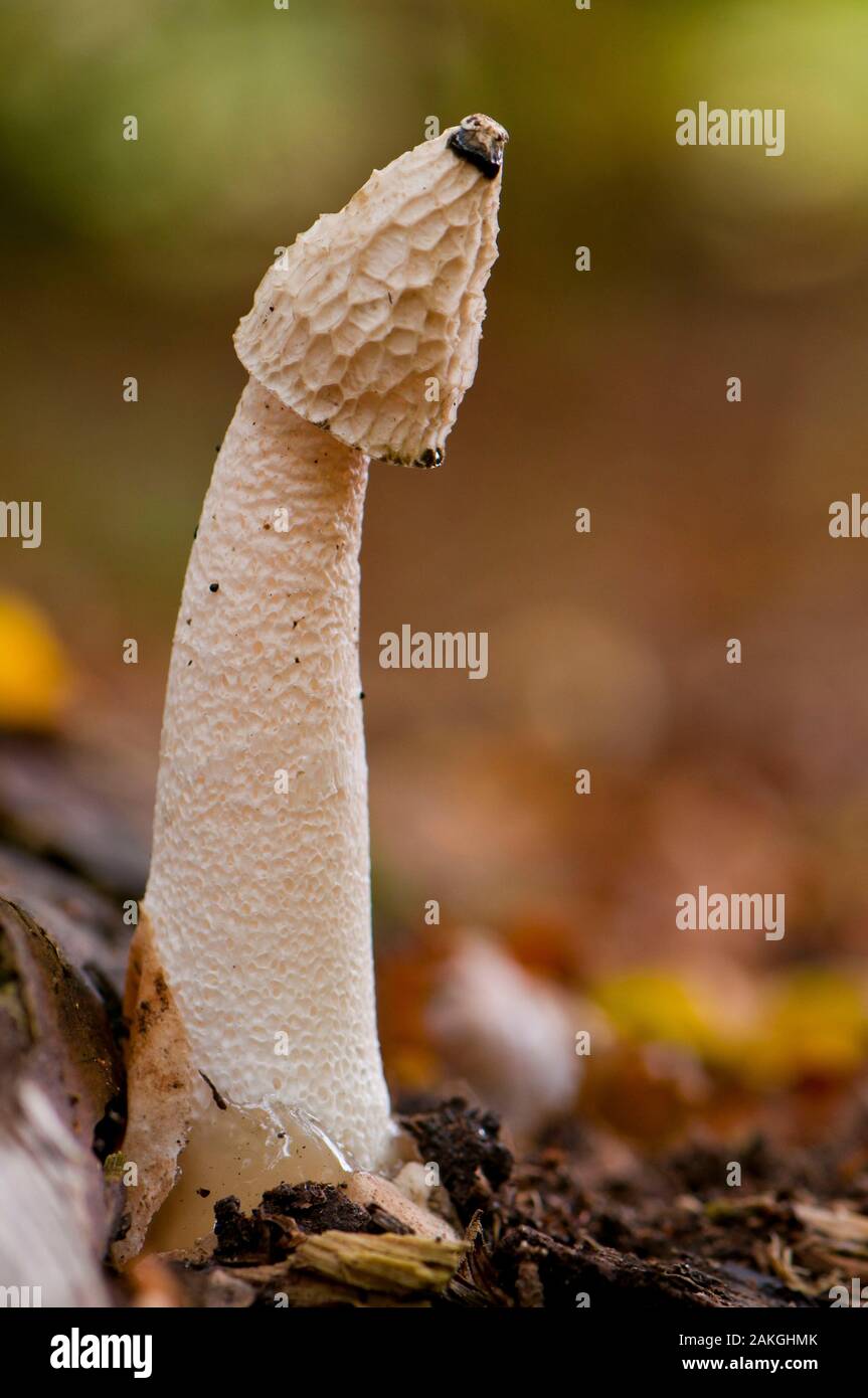 Crecy forest hi-res stock photography and images - Alamy