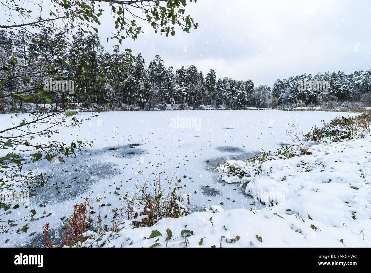Pond covered with frost at pine forest at winter season with falling ...