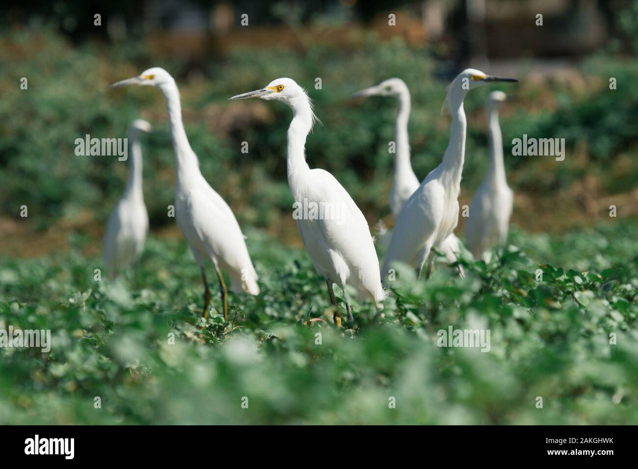 Egret group hi-res stock photography and images - Alamy