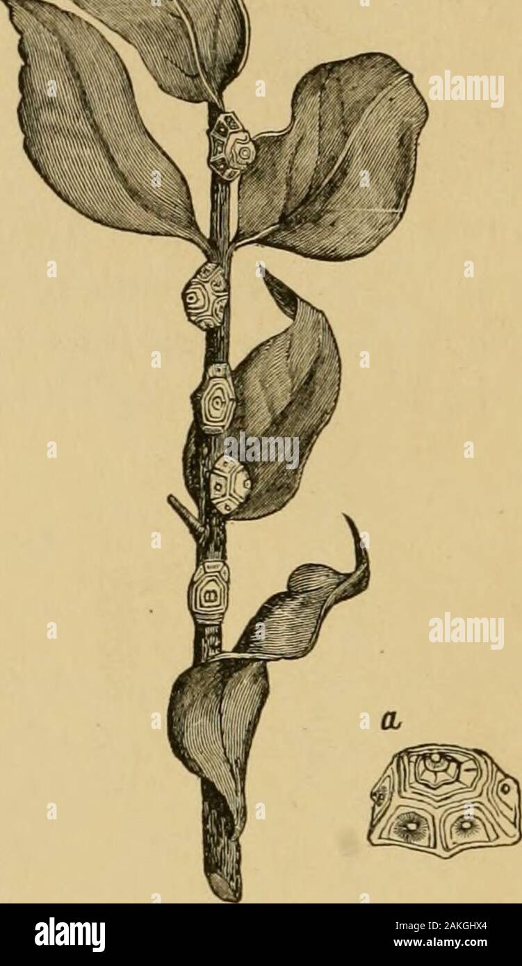 Fied insects hi-res stock photography and images - Alamy