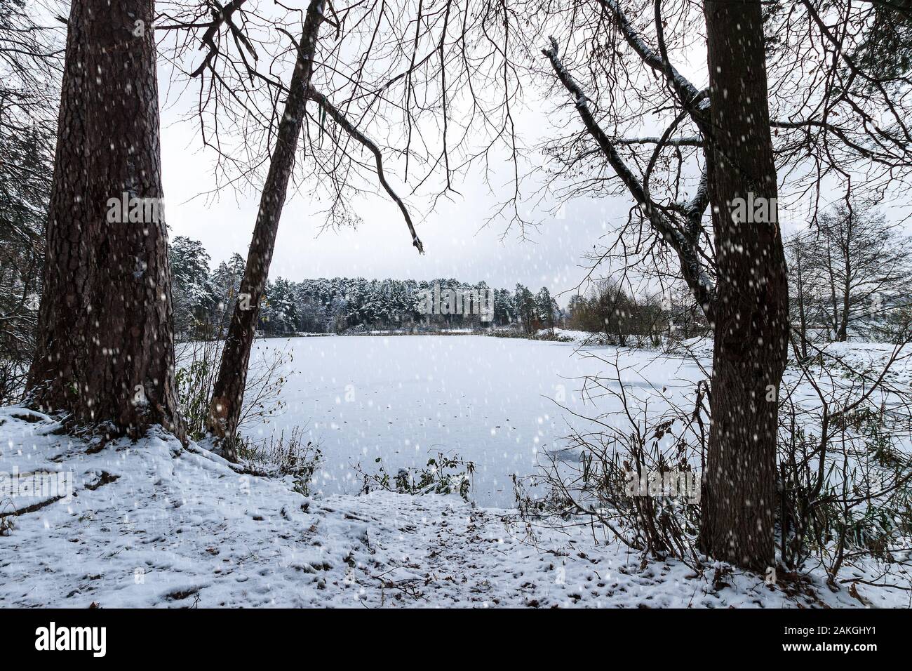 Pond covered with frost at pine forest at winter season with falling ...