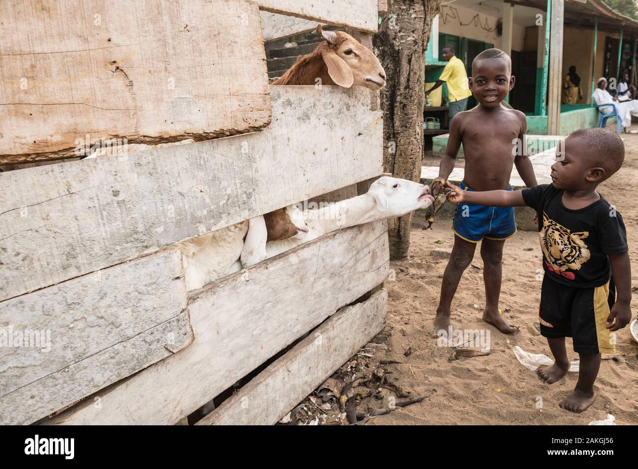 Ivory Coast, Grand Bassam, kids feeding goats Stock Photo - Alamy