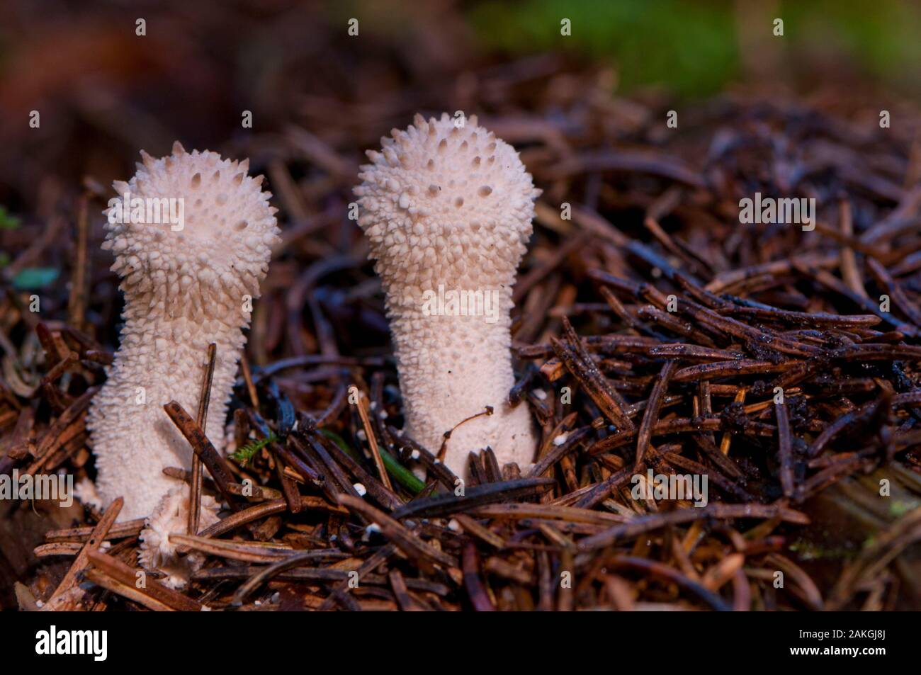 France, Somme (80), Crécy Forest, Crécy-en-Ponthieu, lycoperdon ...