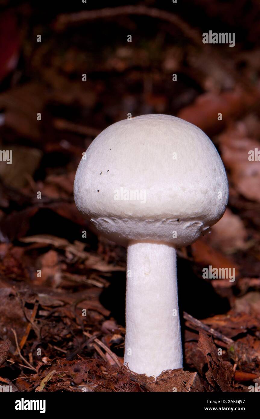 Crecy forest hi-res stock photography and images - Alamy