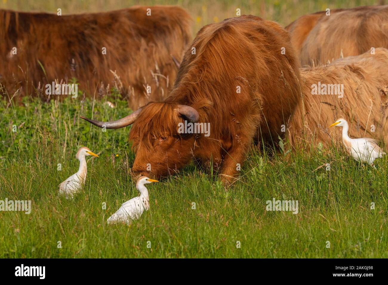 France, Somme (80), Baie de Somme, Le Crotoy, Crotoy marsh, Highland ...