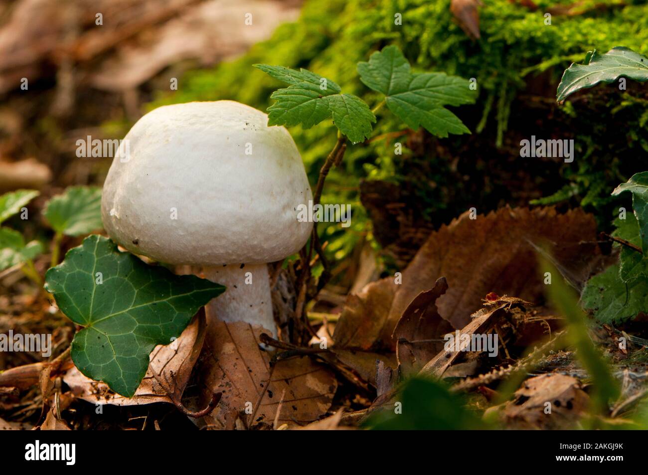 Crecy forest hi-res stock photography and images - Alamy