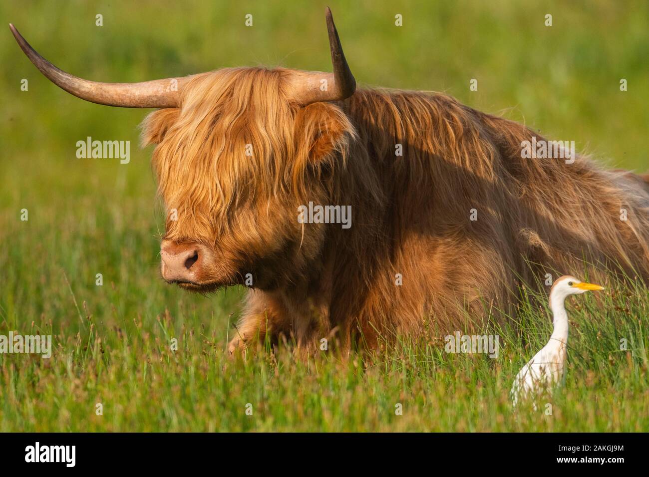 France, Somme (80), Baie de Somme, Le Crotoy, Crotoy marsh, Highland ...