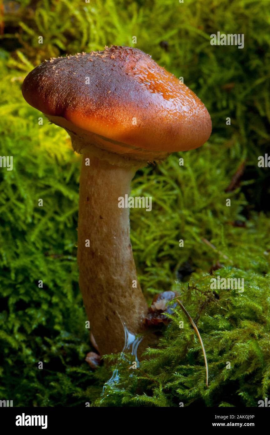 France, Somme (80), Crécy Forest, Crécy-en-Ponthieu, Armillaria mellea ...