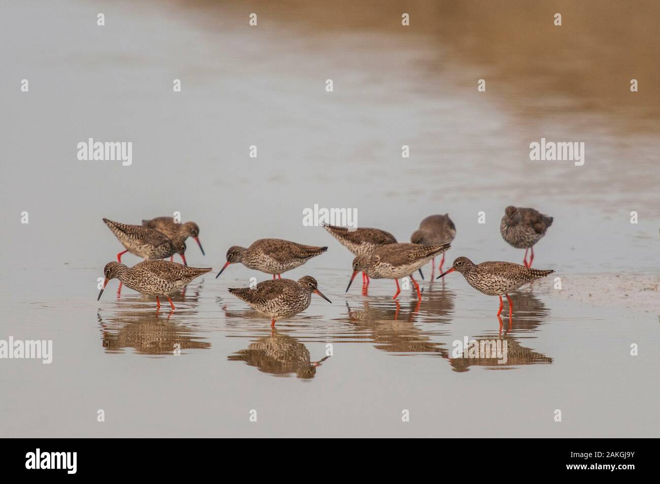 France, Somme (80), Baie de Somme, Saint-Valery-sur-Somme, Cape Hornu ...