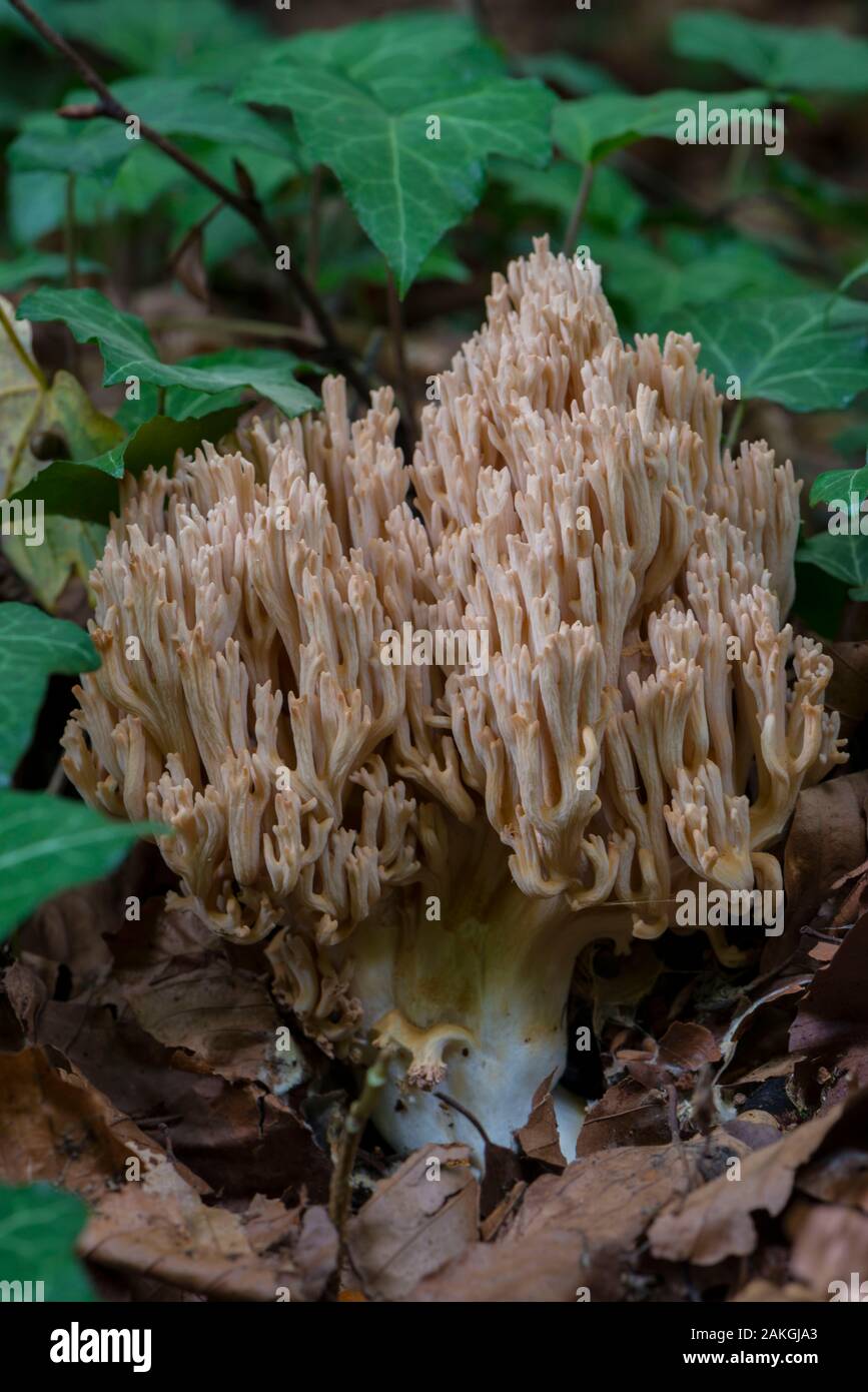 France, Somme (80), Crécy Forest, Crécy-en-Ponthieu, Ramaria fumigata ...