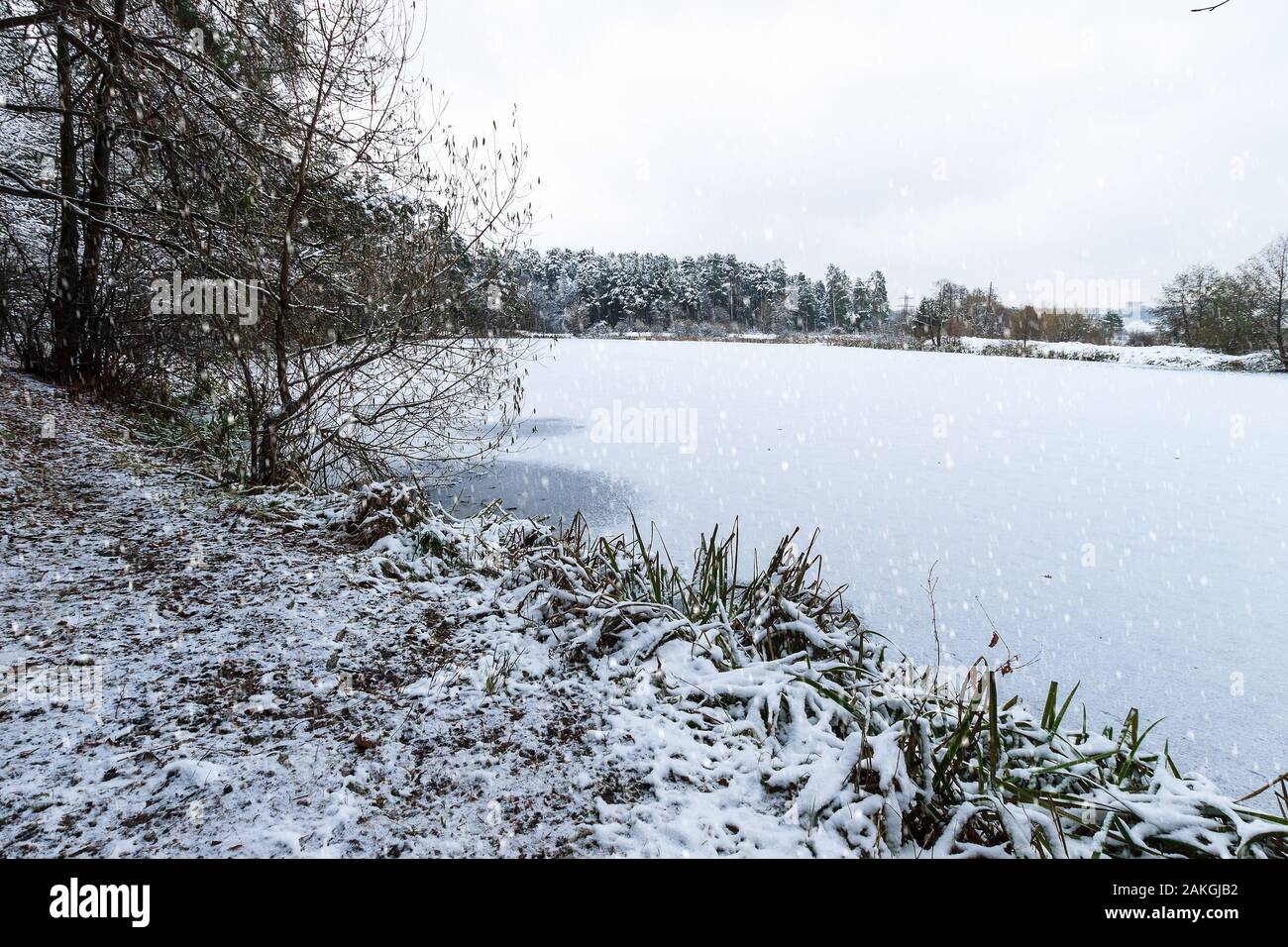 Pond covered with frost at pine forest at winter season with falling ...