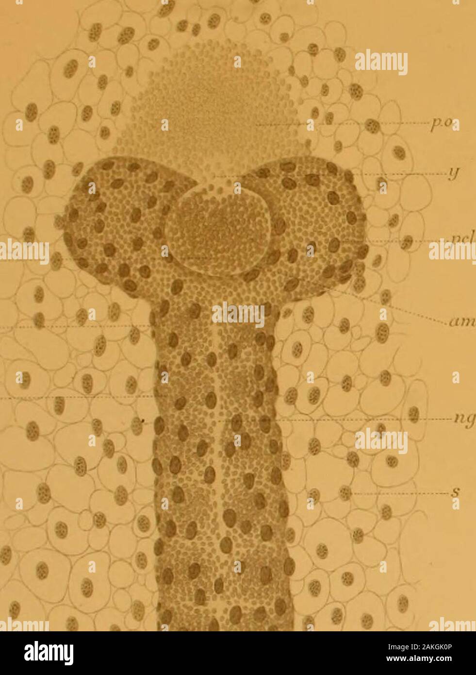 Journal of morphology . l connecting the indusium with thehead ; pel ...