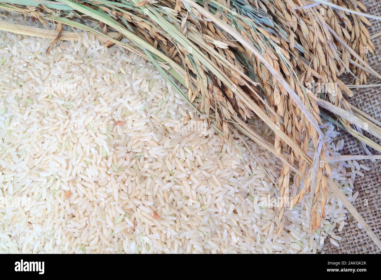 France, Gard, Petite Camargue, Saint-Gilles, Canard des Rizieres ...