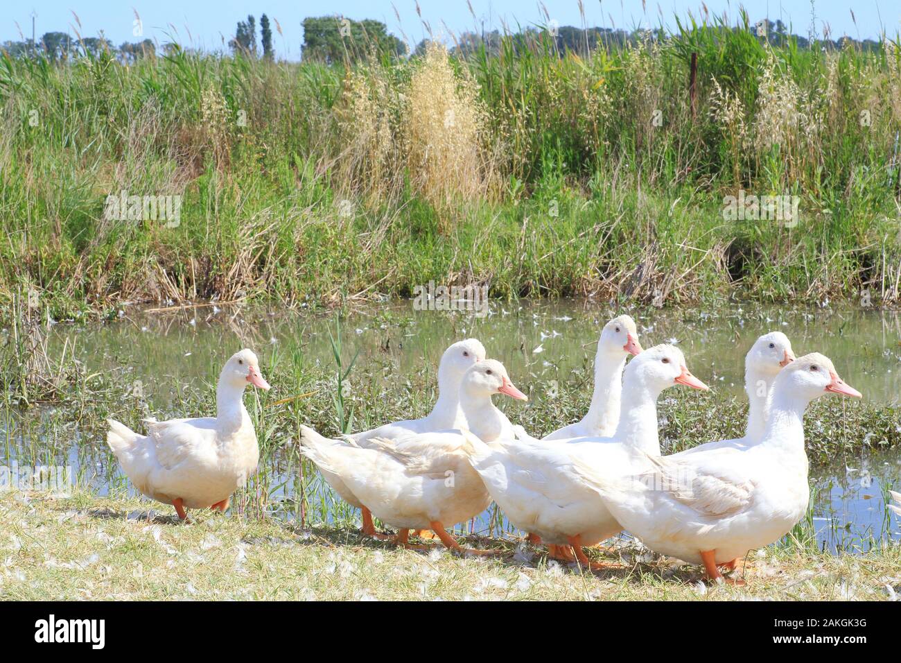 France, Gard, Petite Camargue, Saint-Gilles, Canard des Rizieres, ducks ...