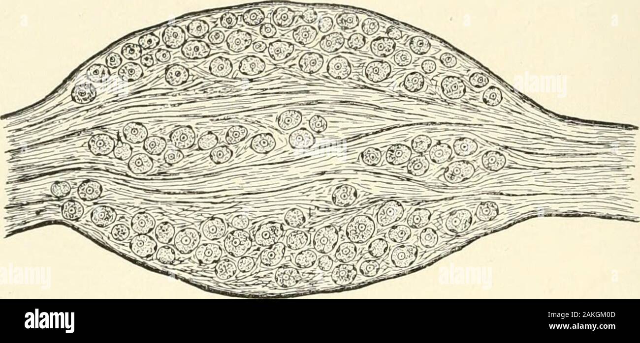 Terminal Bouton Histology