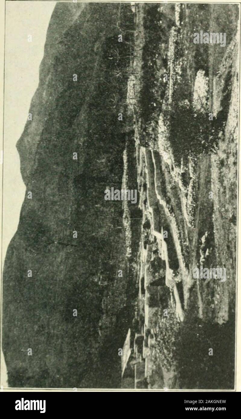 Volubility hi-res stock photography and images - Alamy