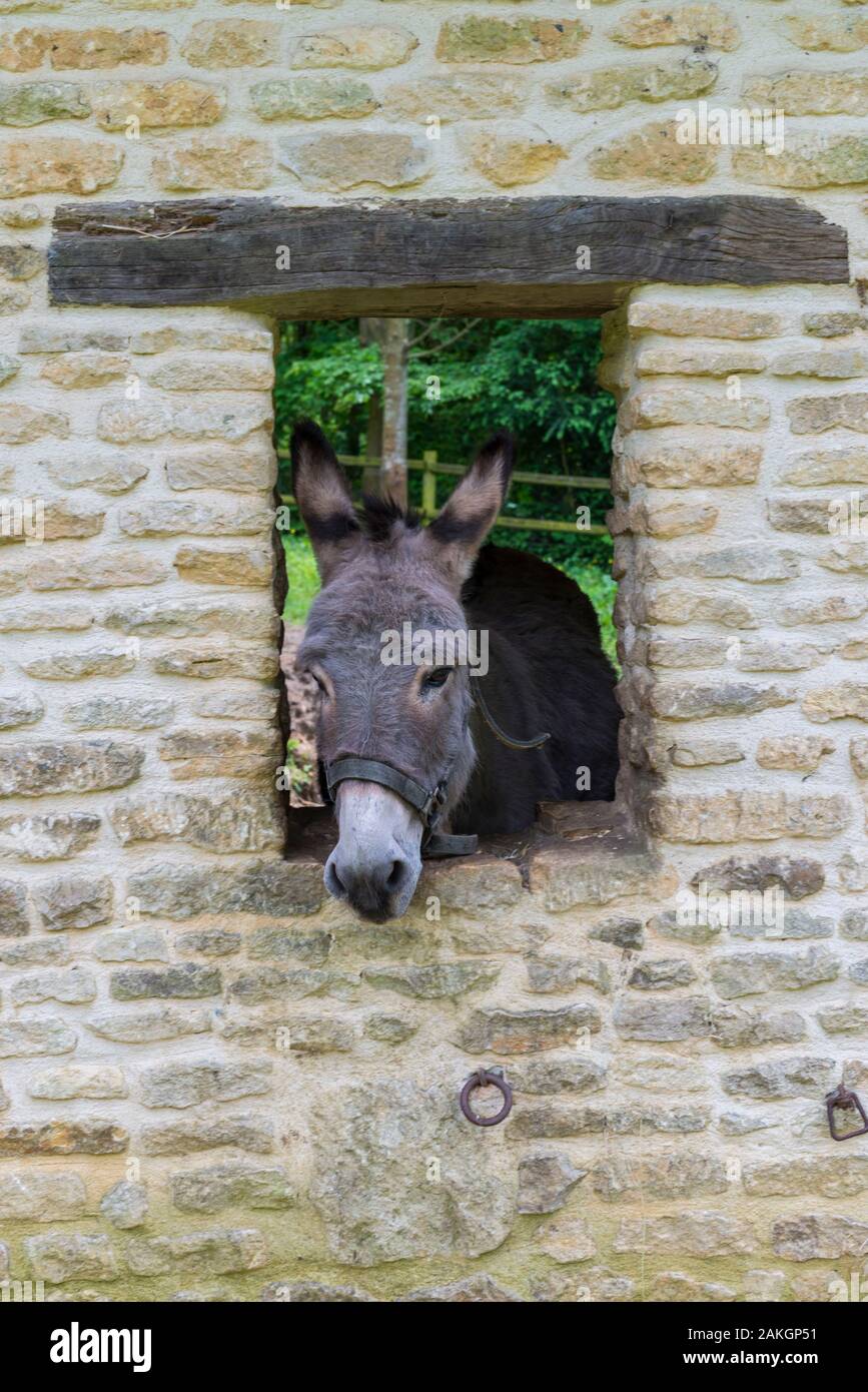Normandy Donkey High Resolution Stock Photography and Images - Alamy