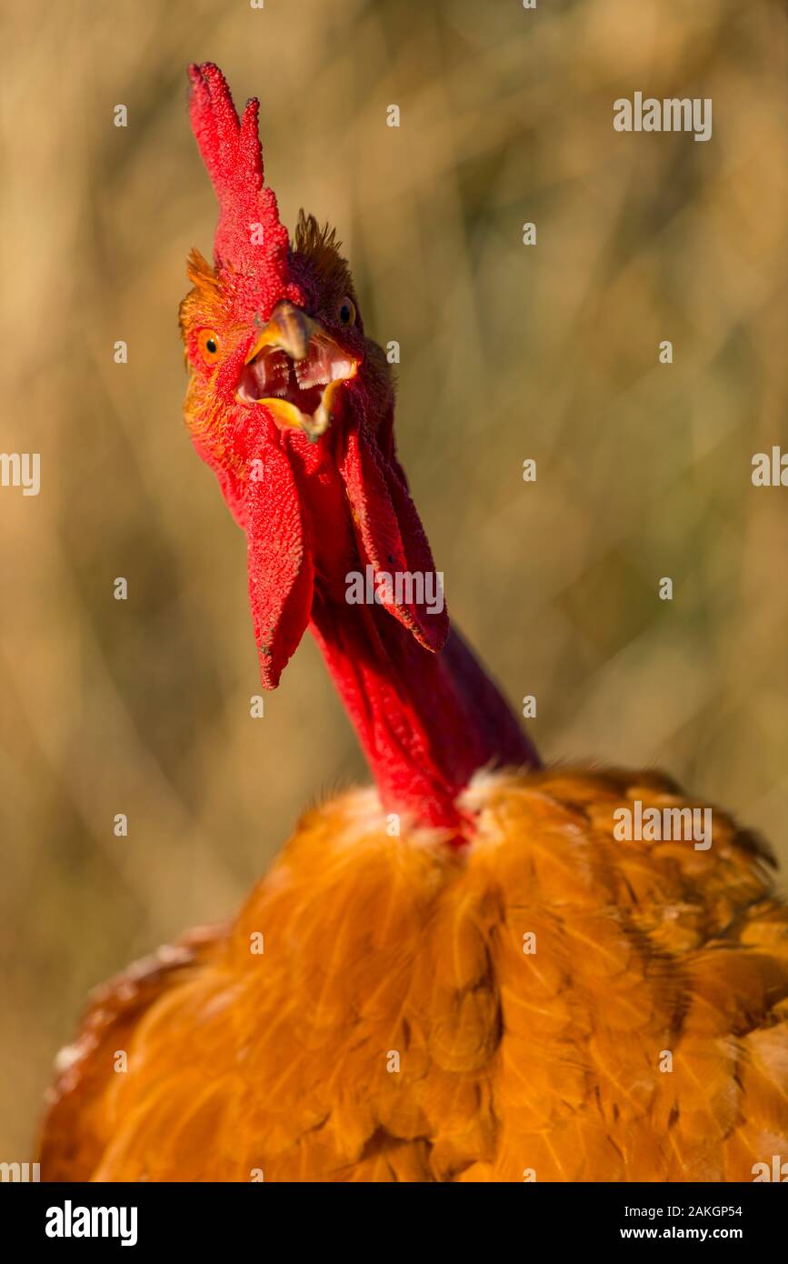 France, Ardennes (08), Carignan, Chickens of race Cou-nu, Chickens ...