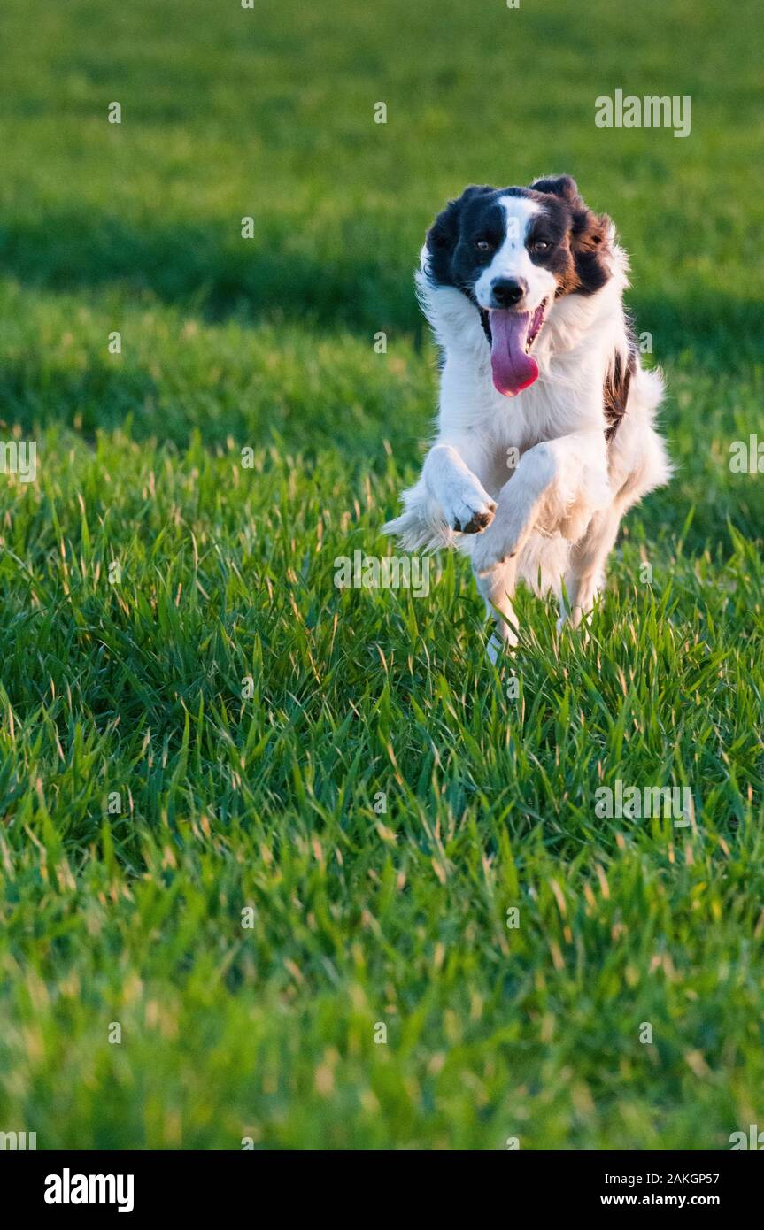 France, Somme, Crécy-en-Ponthieu, Dog Border-Collie Stock Photo - Alamy