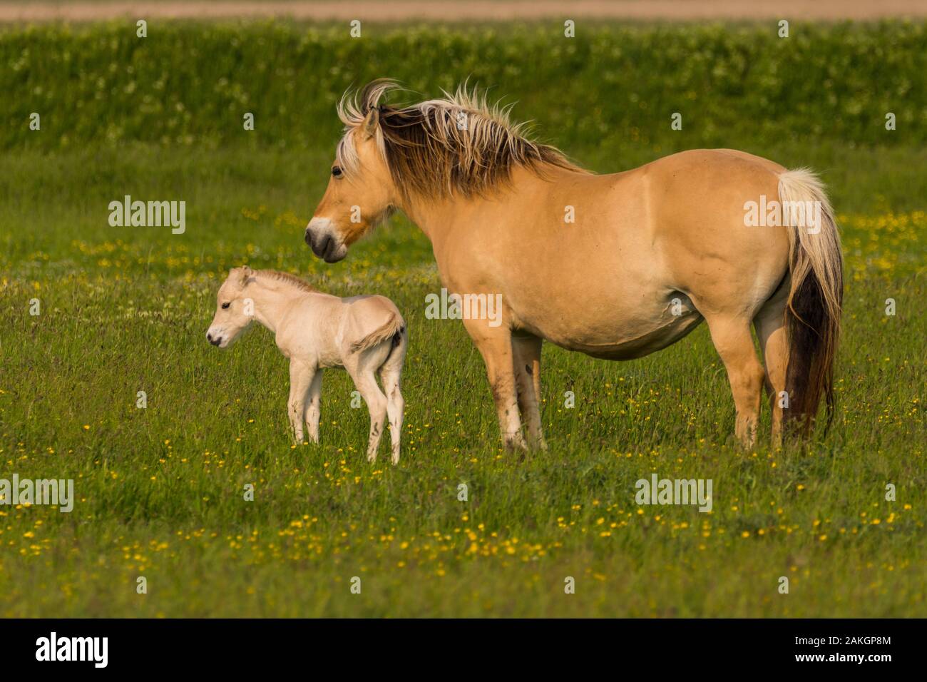 France, Somme, Baie de Somme, Ault, Le Hâble d'Ault, Fjord horses used ...