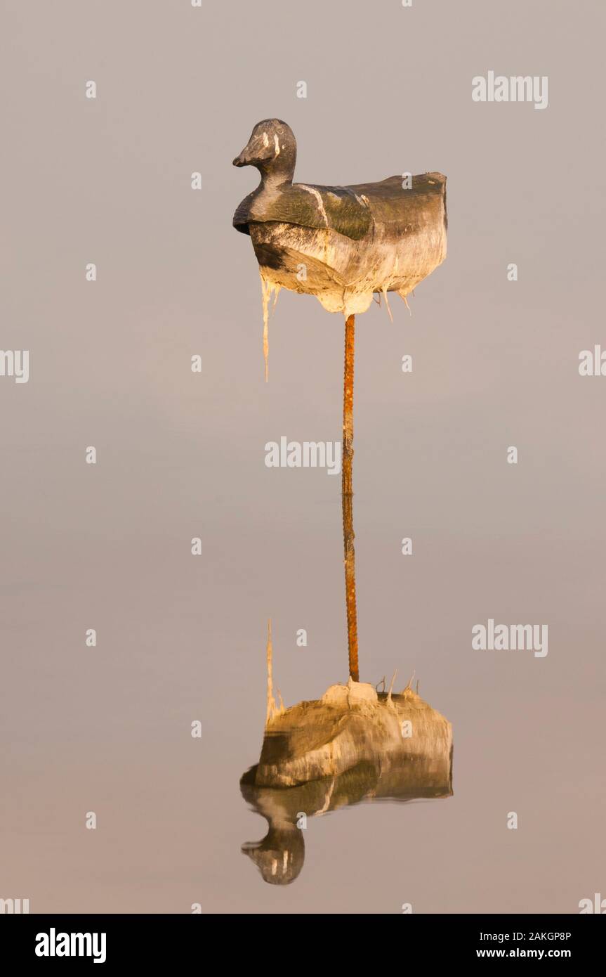 France, Somme, Bay of Authie, Fort-Mahon, fake ducks disposed near a ...