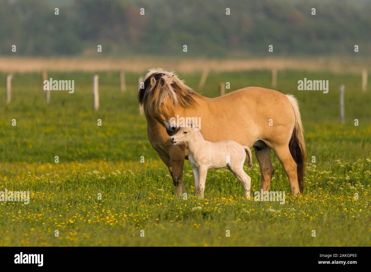 France, Somme, Baie de Somme, Ault, Le Hâble d'Ault, Fjord horses used ...