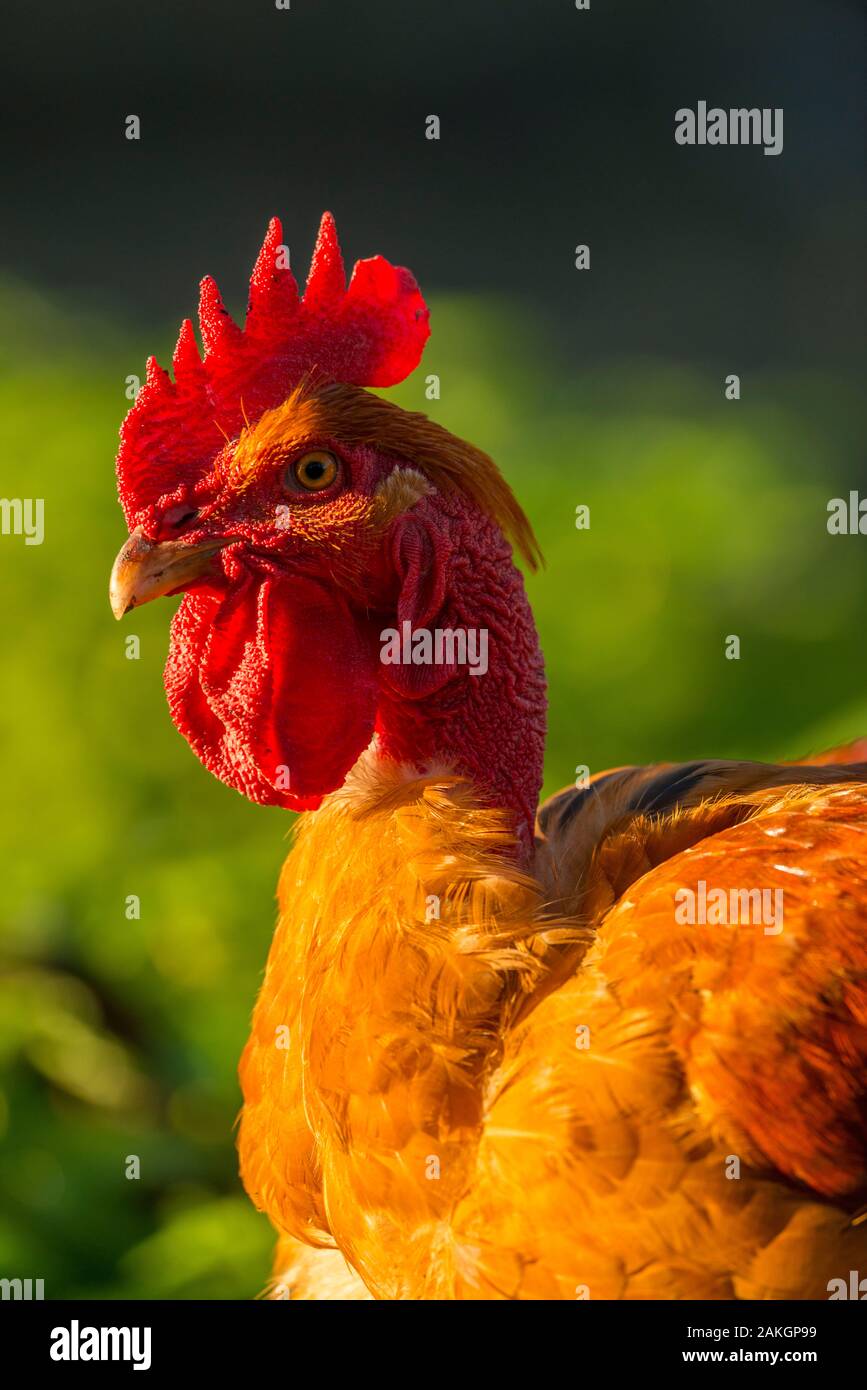 Ardennes chicken hi-res stock photography and images - Alamy