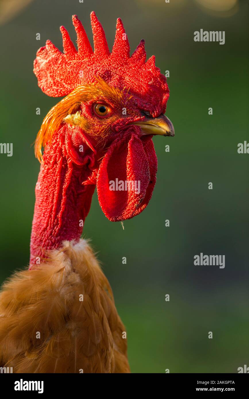 France, Ardennes (08), Carignan, Chickens of race Cou-nu, Chickens ...