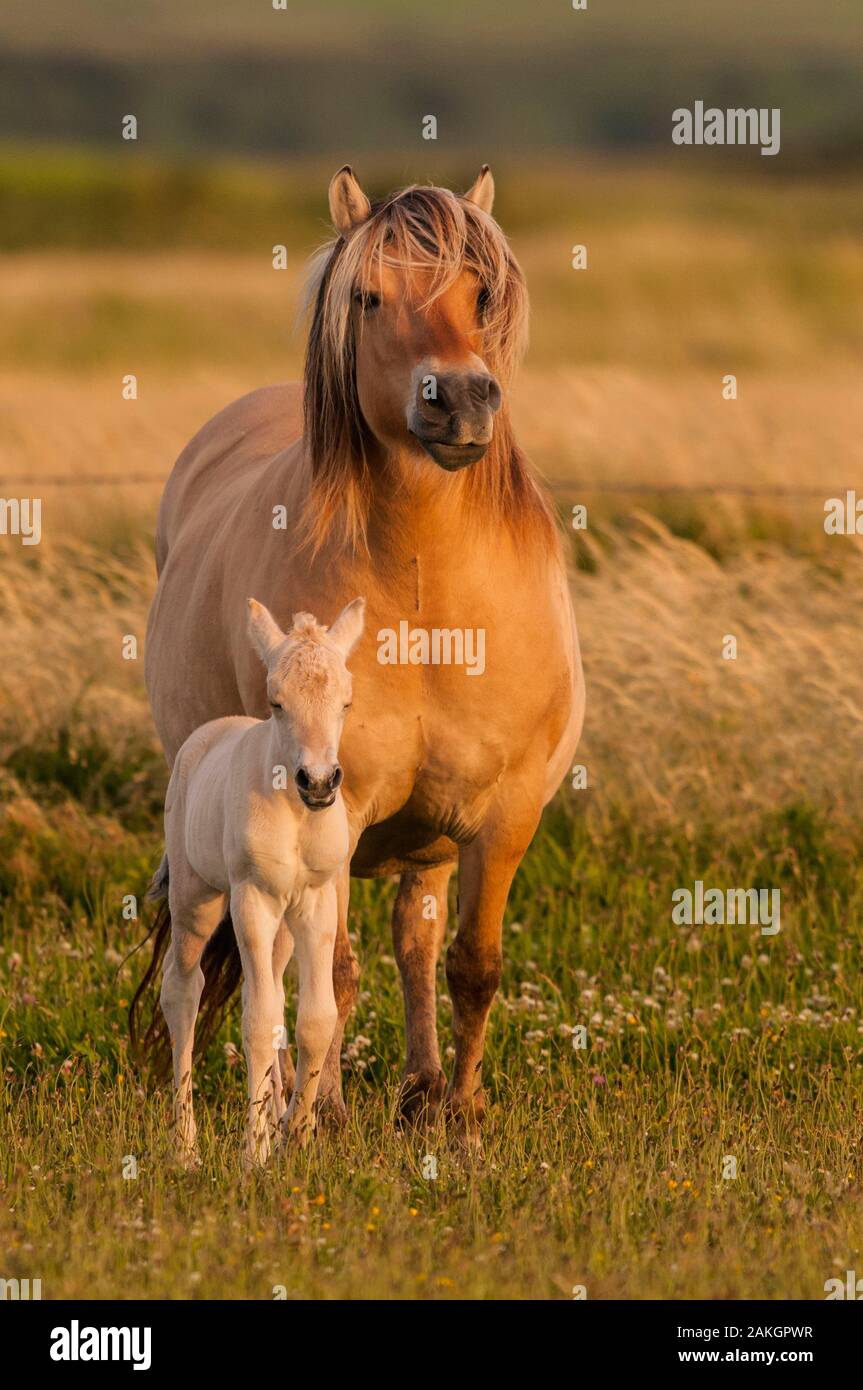 France, Somme, Baie de Somme, Ault, Le Hâble d'Ault, Fjord horses used ...