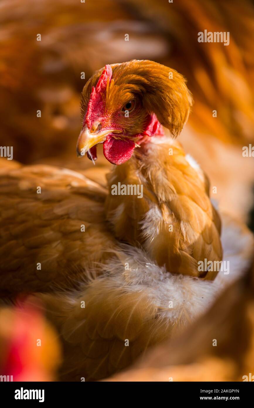 France, Ardennes (08), Carignan, Chickens of race Cou-nu, Chickens ...