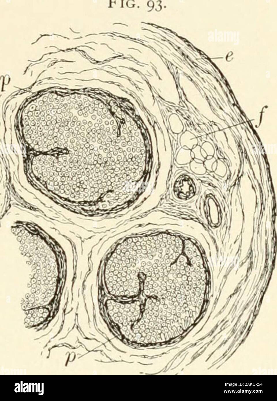 Textbook of normal histology: including an account of the development ...