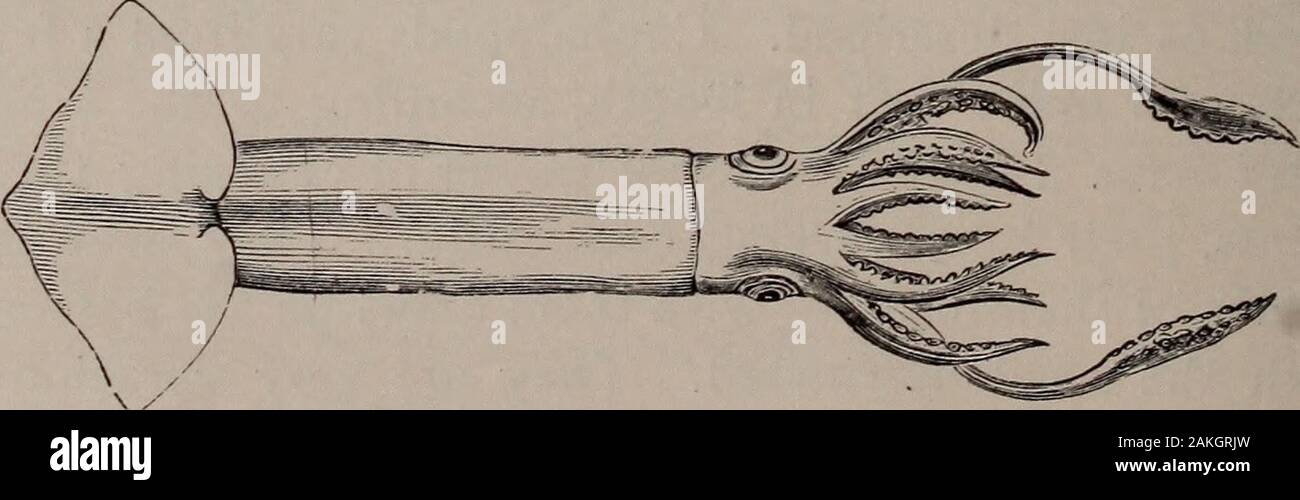 The history of animals aristotle hi-res stock photography and images ...