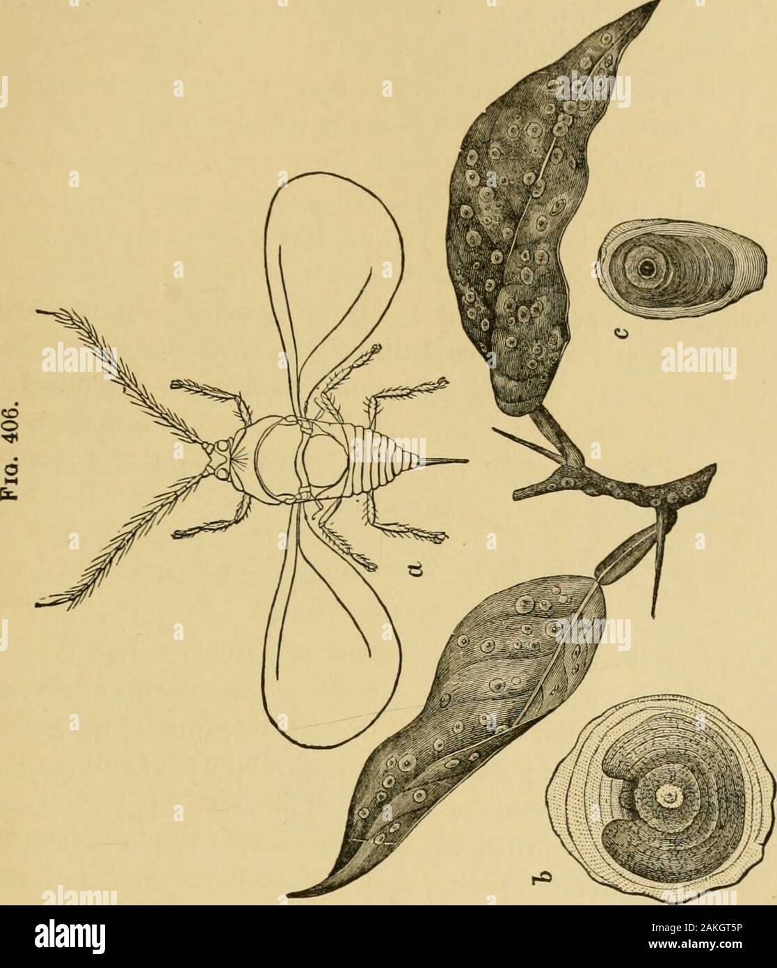 Insects injurious to fruits . INSECTS INJURIOUS TO THE ORANGE. 395 No ...