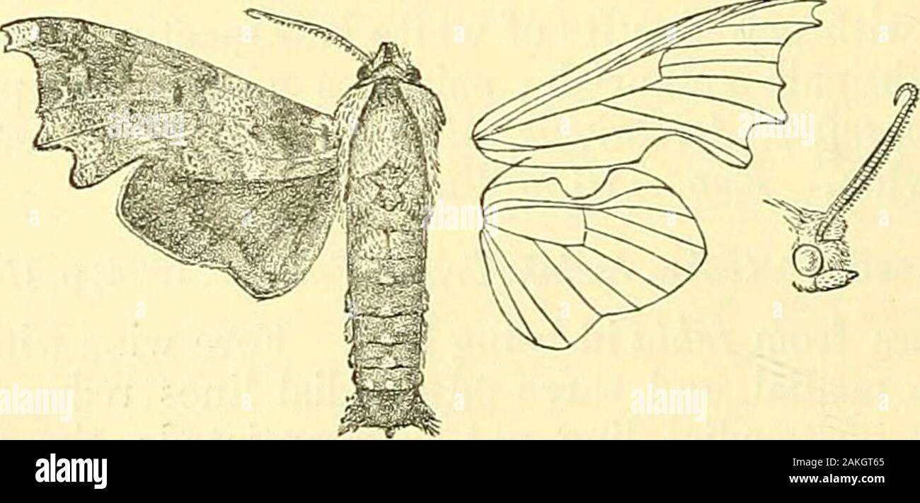 Moths . Head, thorax, and abdomen bright rufous; wings palerufous with ...