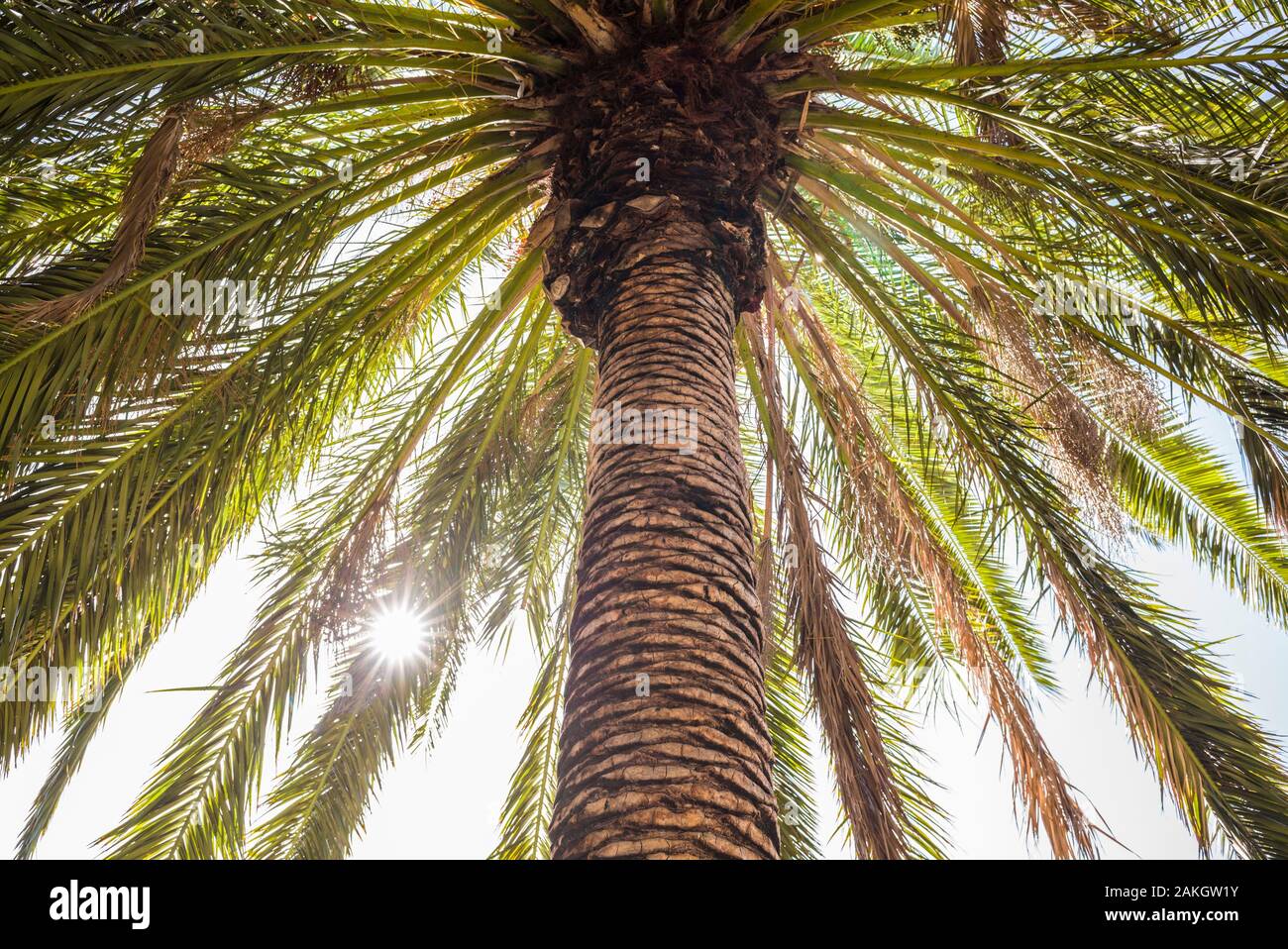Horizontal palm hi-res stock photography and images - Alamy