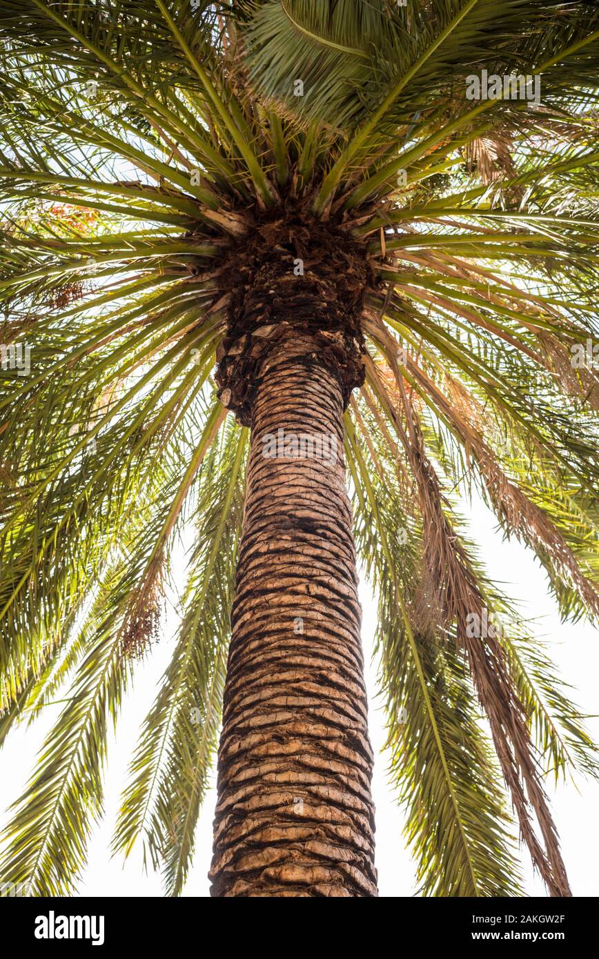 Europe palm tree hi-res stock photography and images - Alamy
