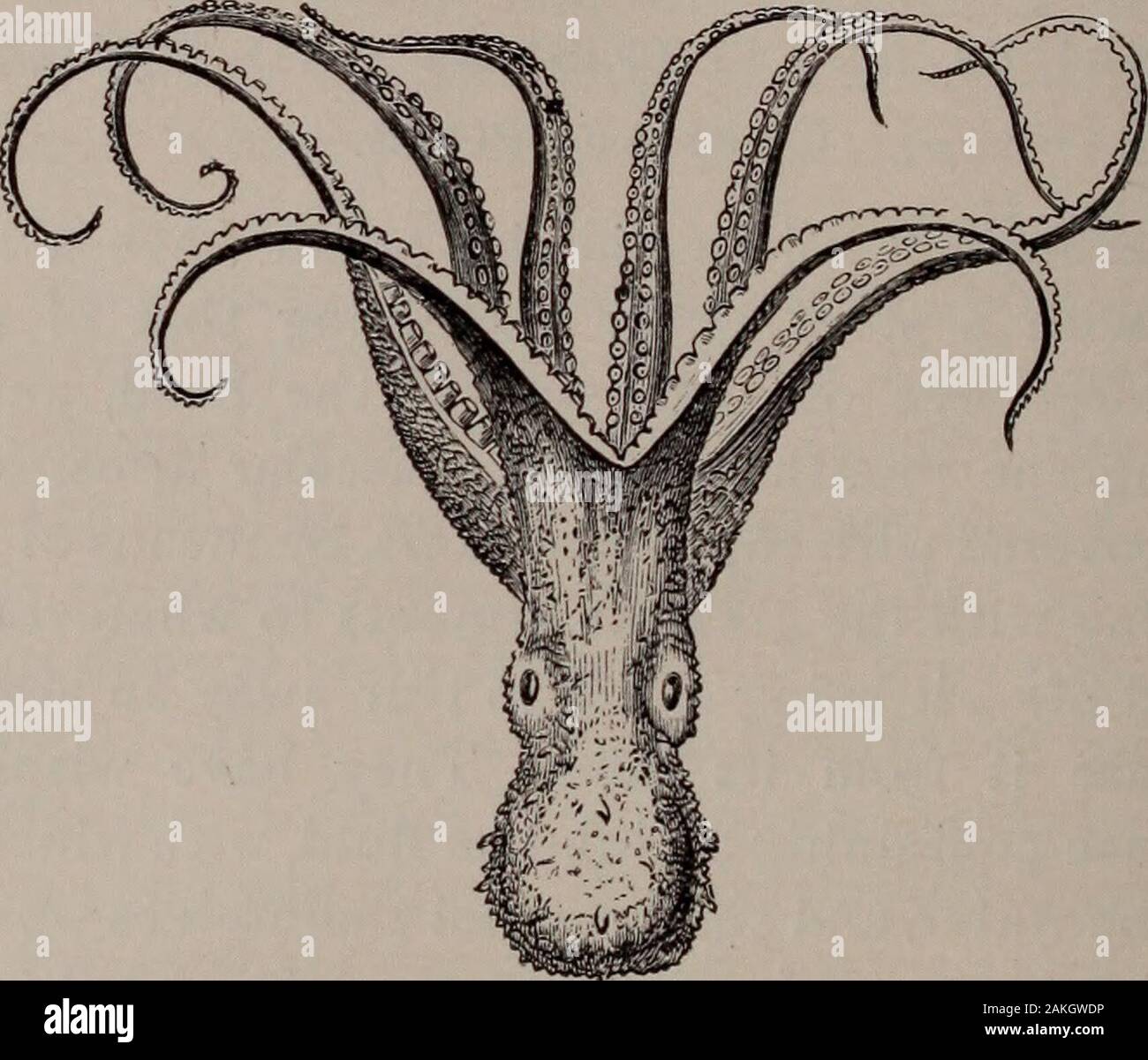 Argonaut octopus hi-res stock photography and images - Alamy