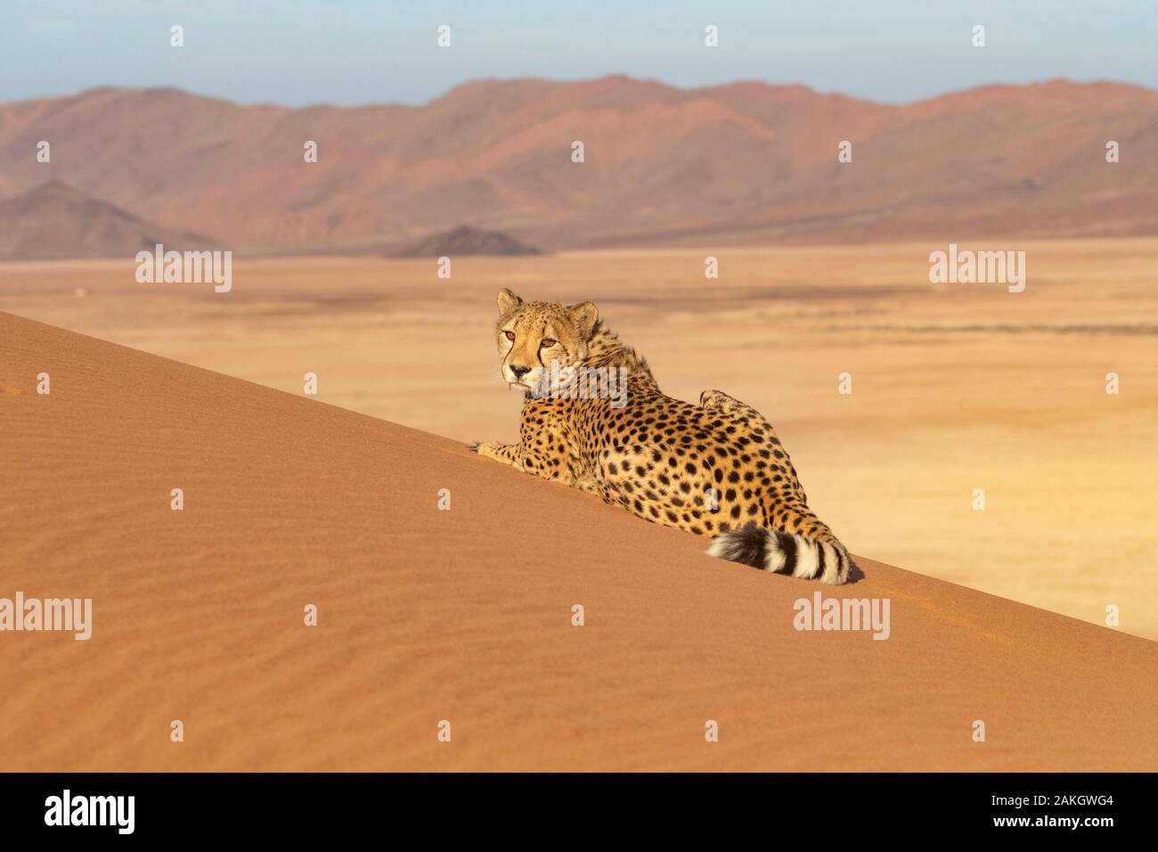 Namibia Desert Cheetah High Resolution Stock Photography and Images - Alamy