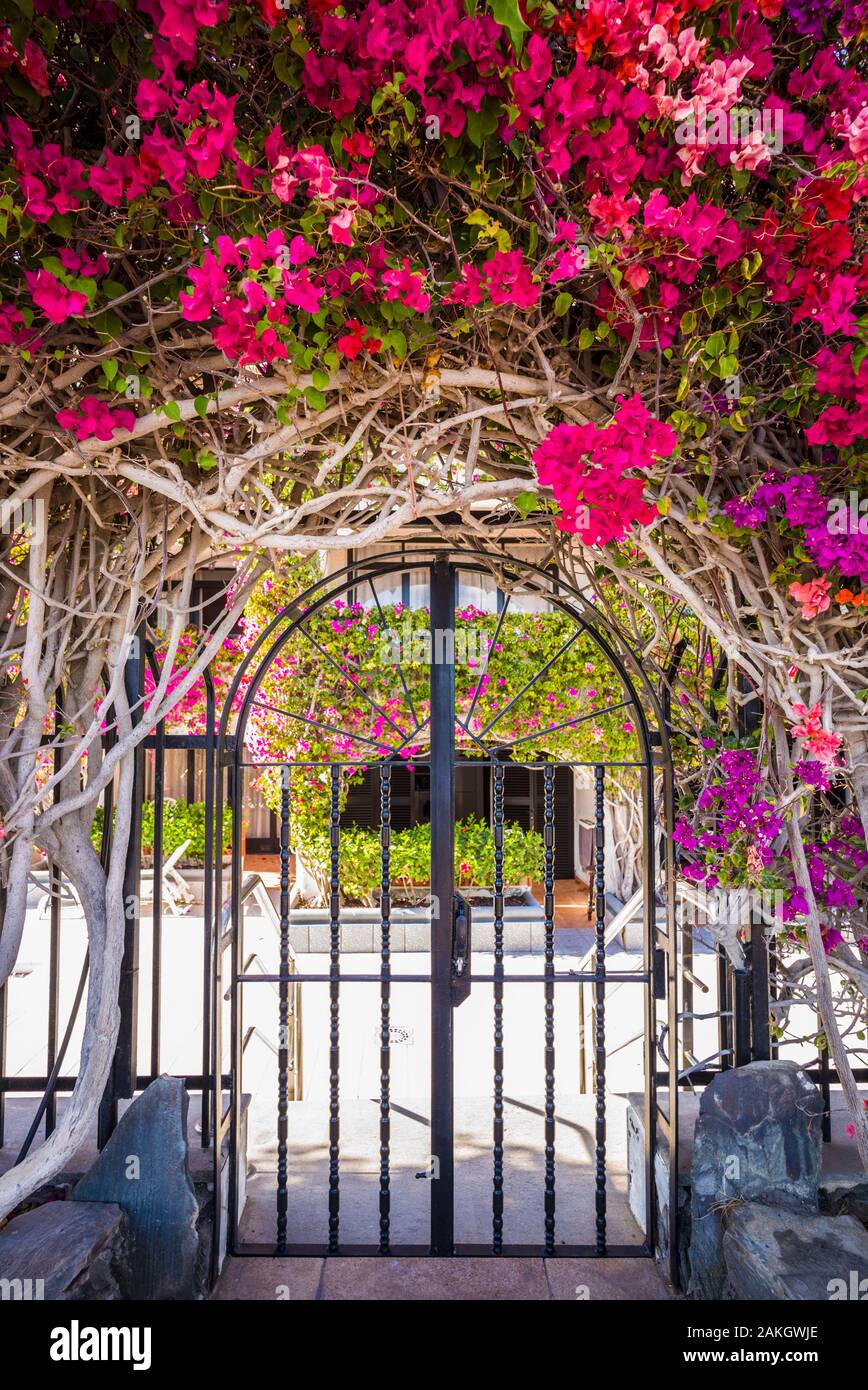 Spain, Canary Islands, Gran Canaria Island, Playa del Ingles, flower ...