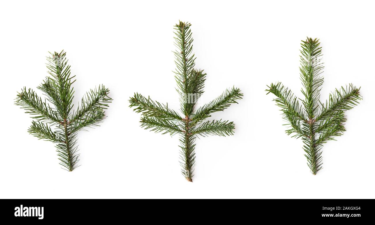 Real tree hi-res stock photography and images - Alamy