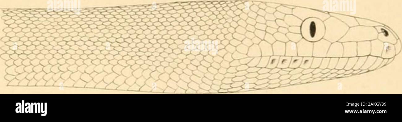 Catalogue of the snakes in the British Museum (Natural History Stock ...