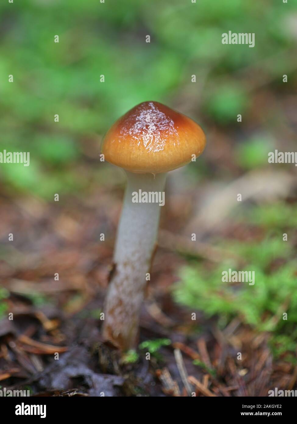 Cortinarius collinitus, known as the Blue-Girdled Webcap, wild mushroom ...
