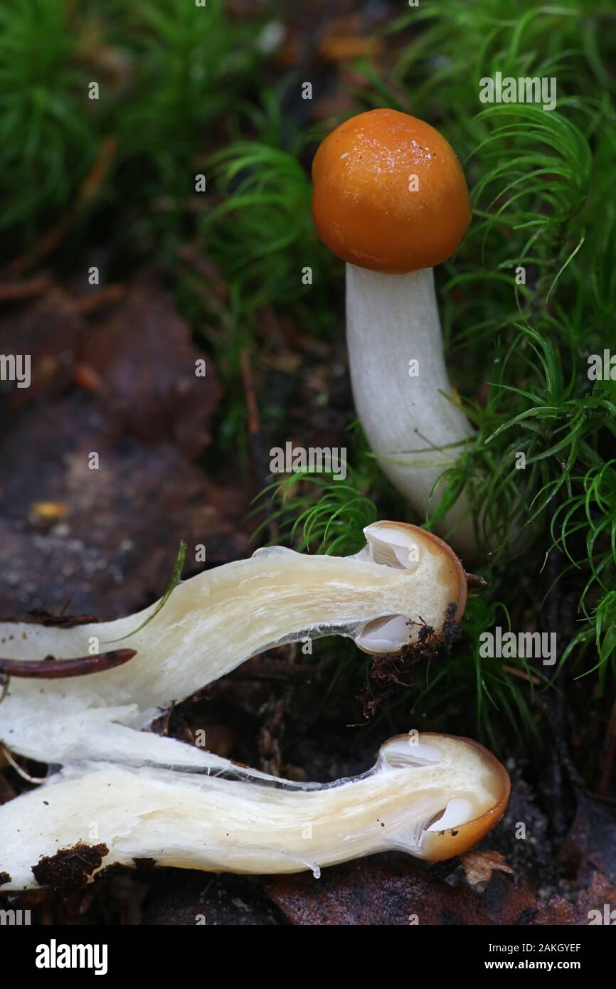 Cortinarius collinitus, known as the Blue-Girdled Webcap, wild fungus ...