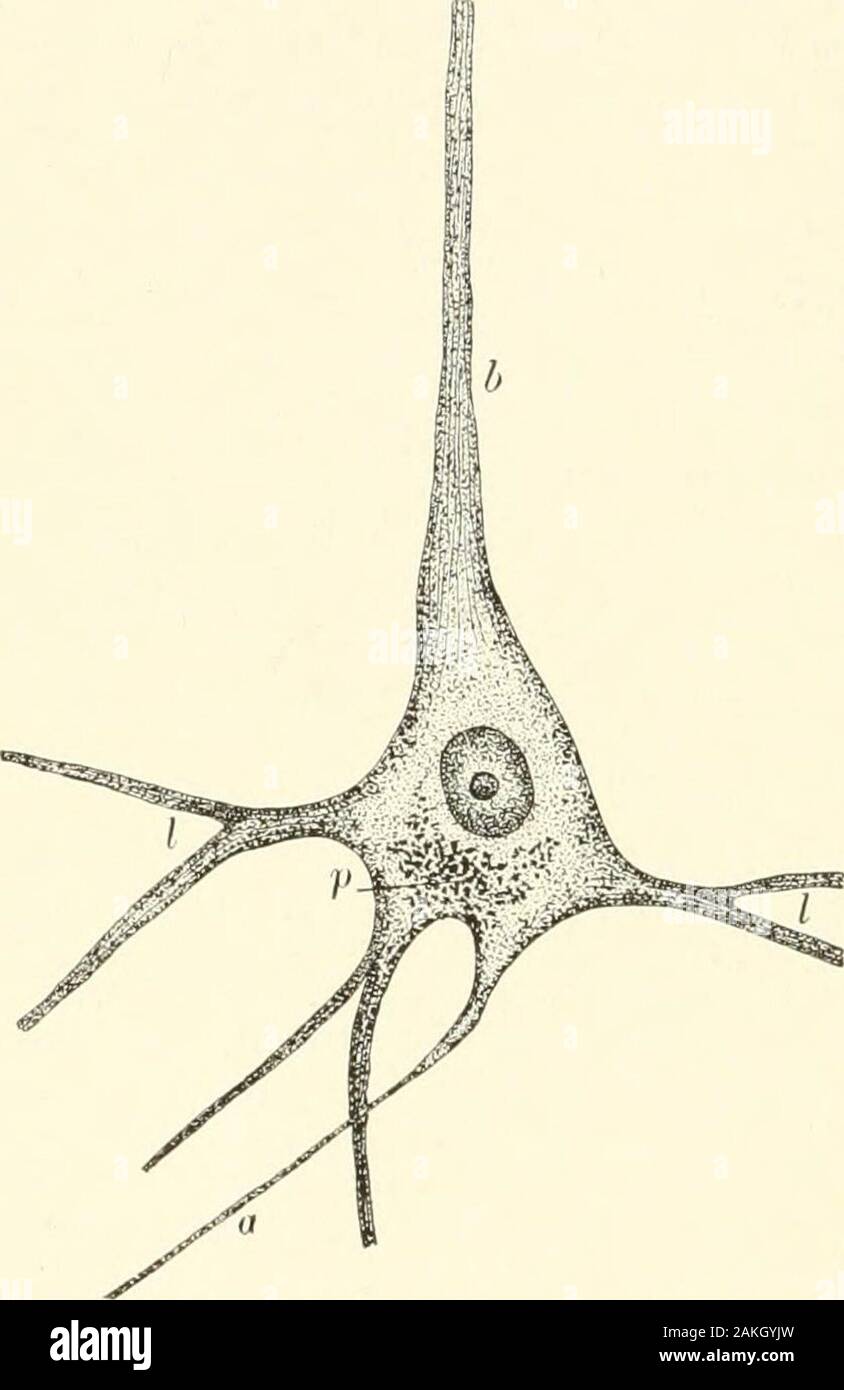 Textbook of normal histology: including an account of the development ...