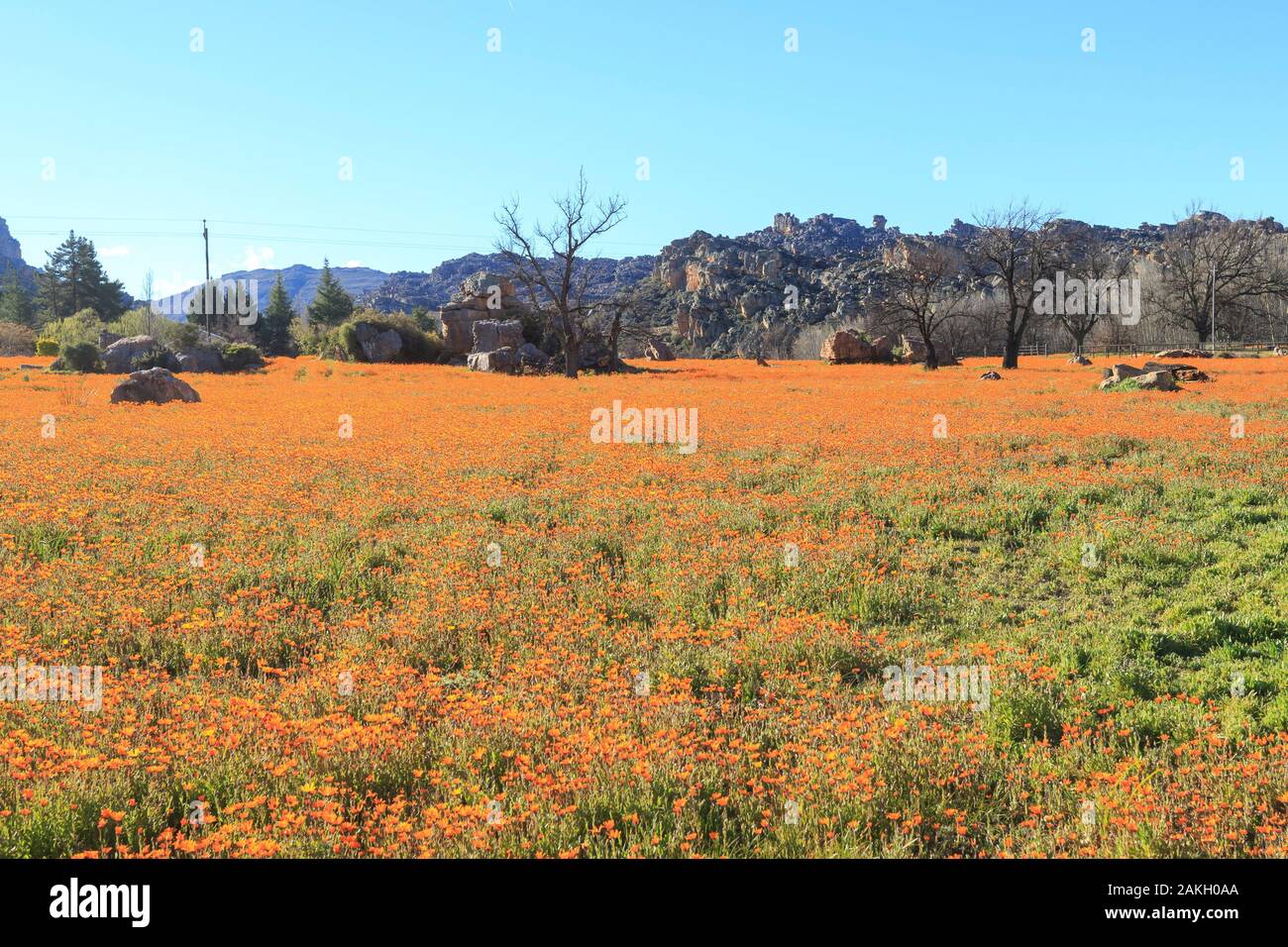 South Africa, Western Cape, Landscape lined with orange spring flowers ...