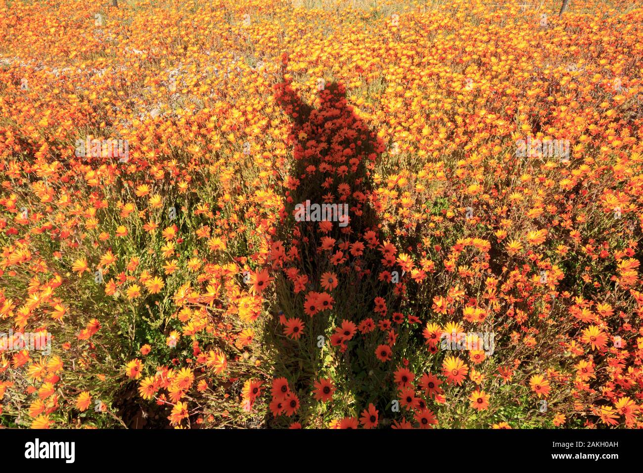 South Africa, Western Cape, Human shadow on a carpet of orange spring ...