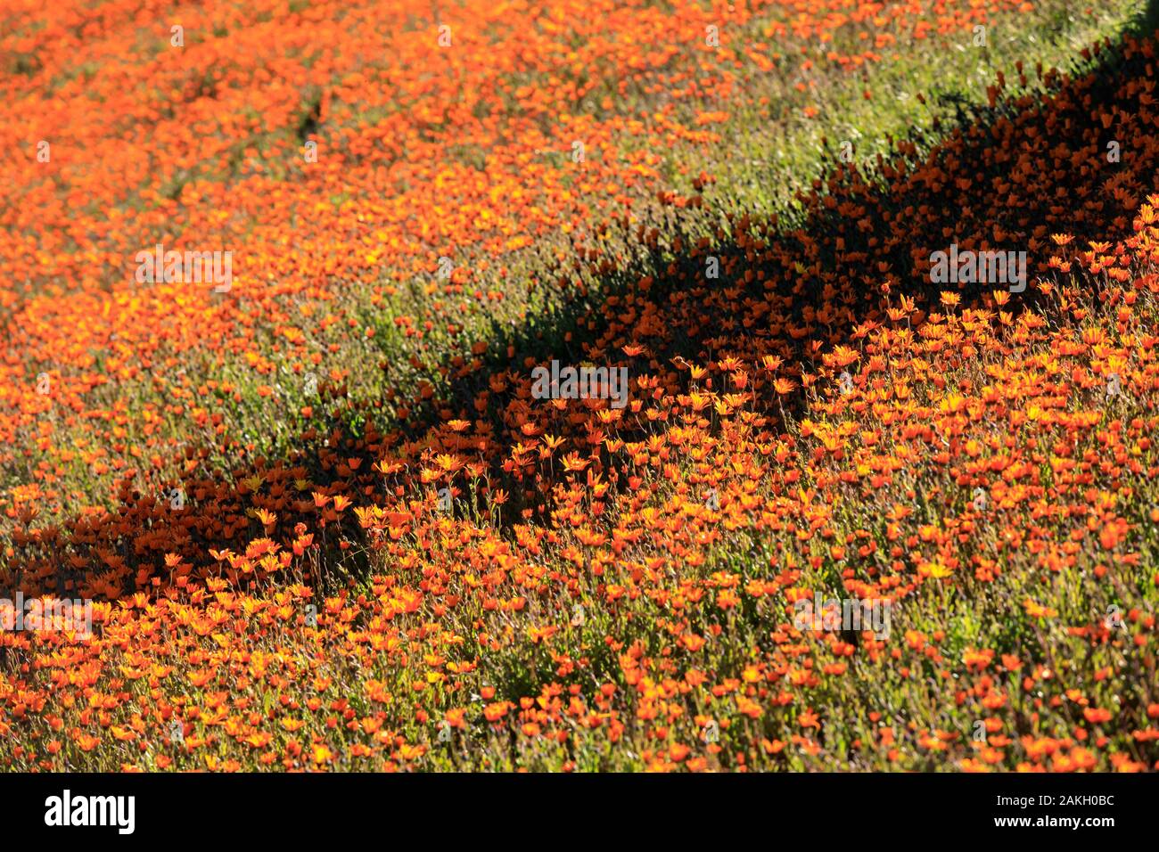 South Africa, Western Cape, Orange spring flowers in the Cederberg ...
